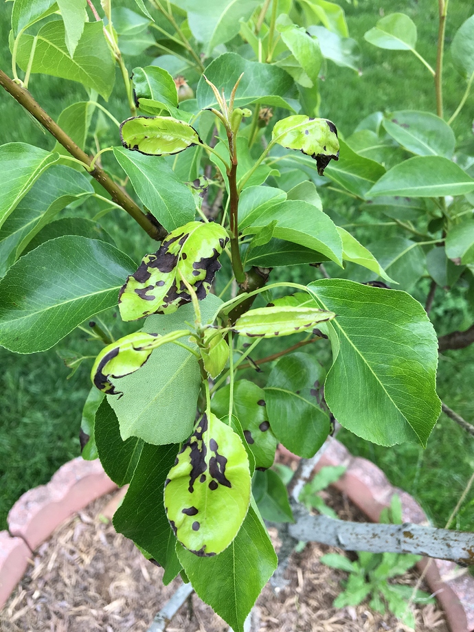 Pear disease and Insect identification - General Fruit Growing ...