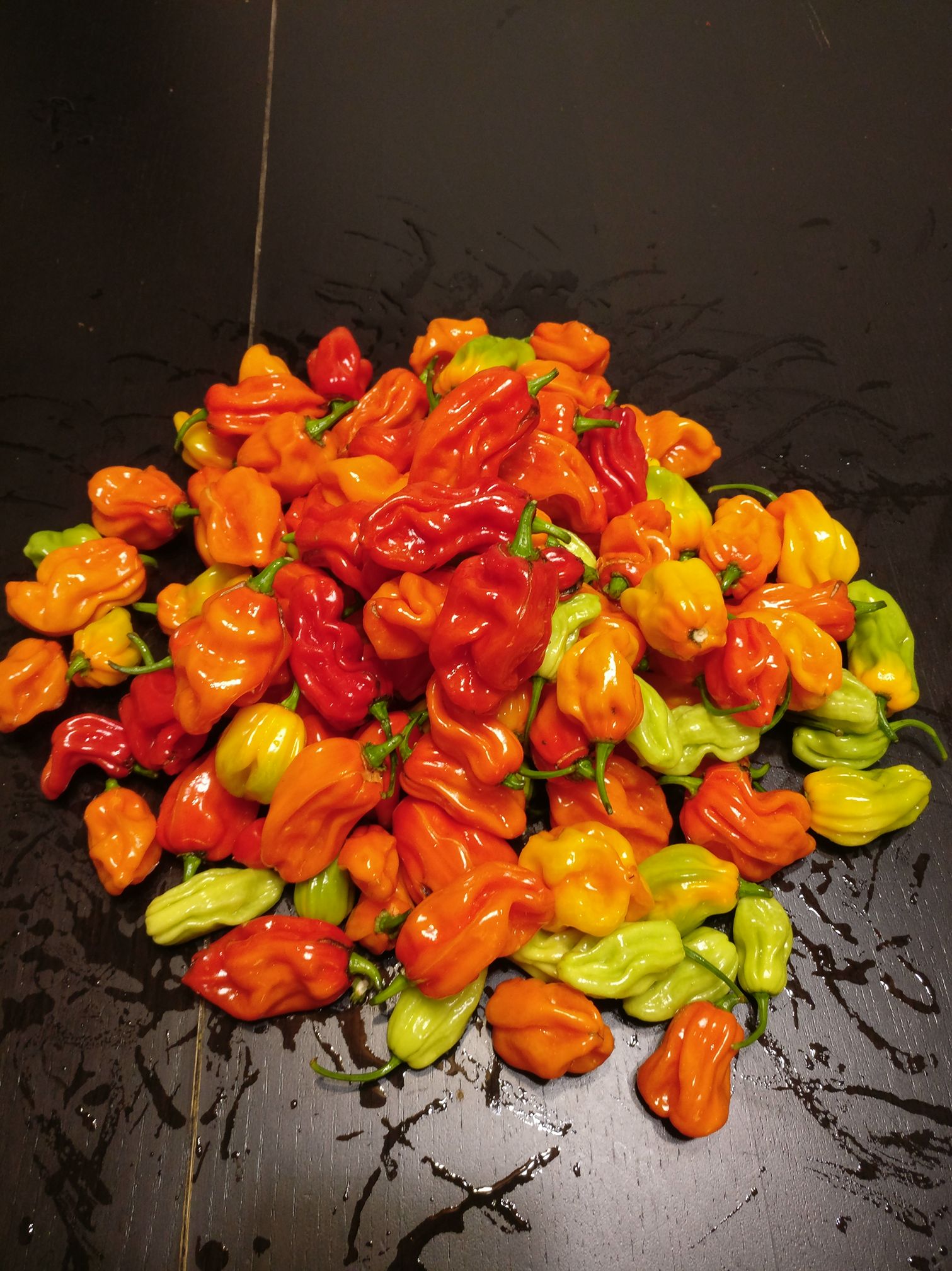 Hot Peppers Only Which Varieties Do You Grow General Gardening hot-peppers-only-which-varieties-do-you-grow-general-gardening