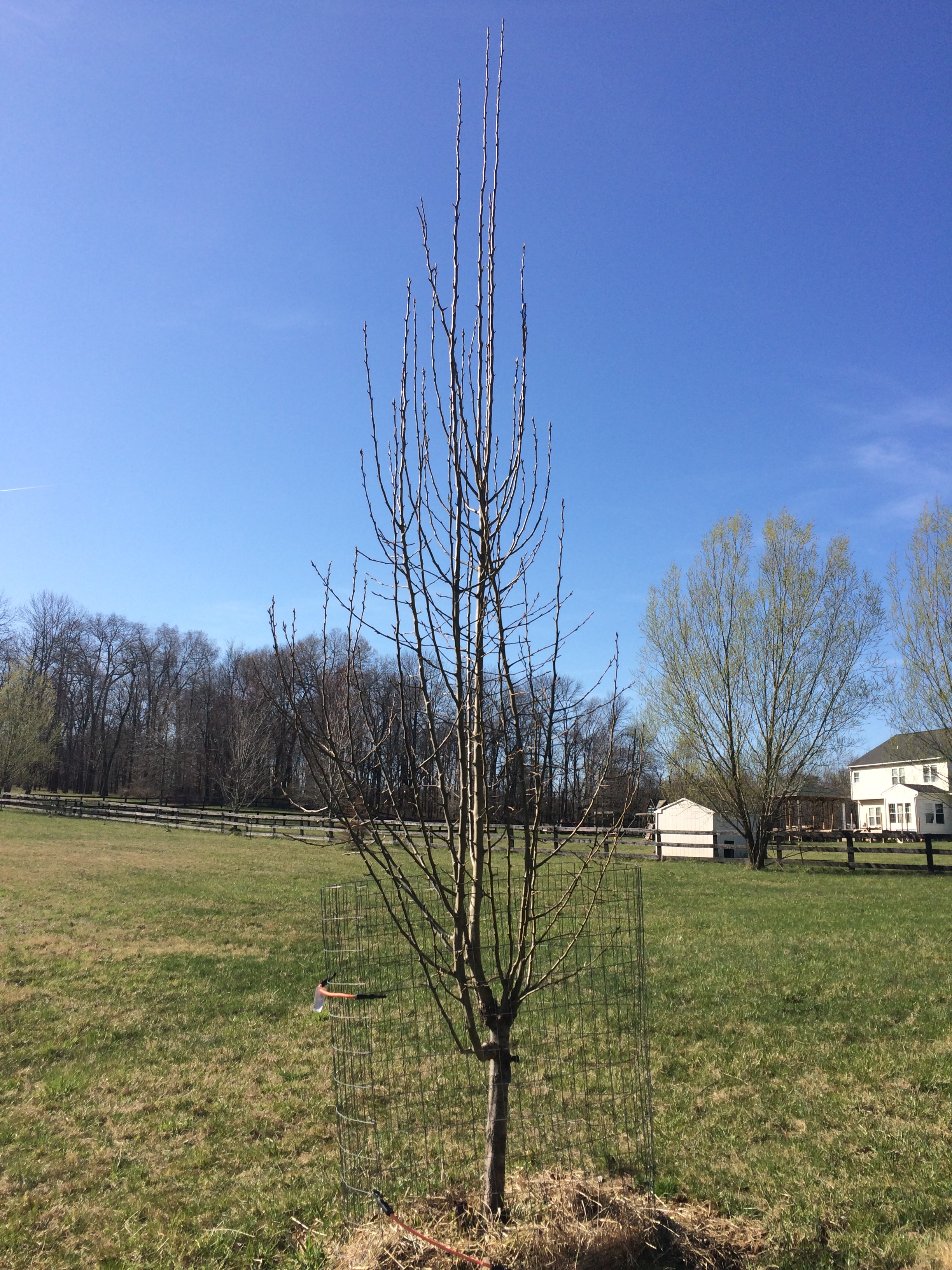 Wild callery pear rootstocks - General Fruit Growing - Growing Fruit