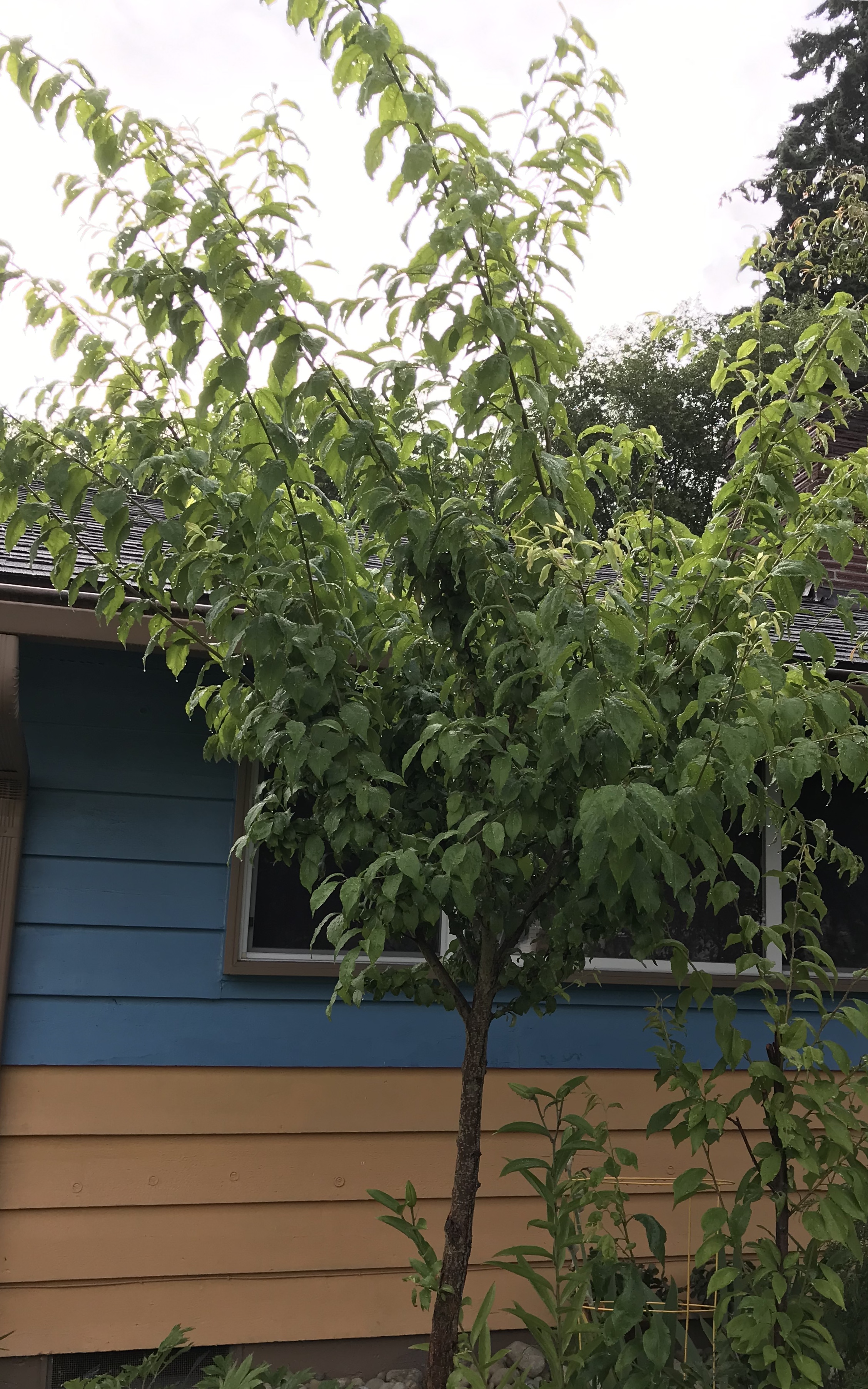 Sweet Treat Pluerry in Maritime Pacific Northwest - General Fruit ...