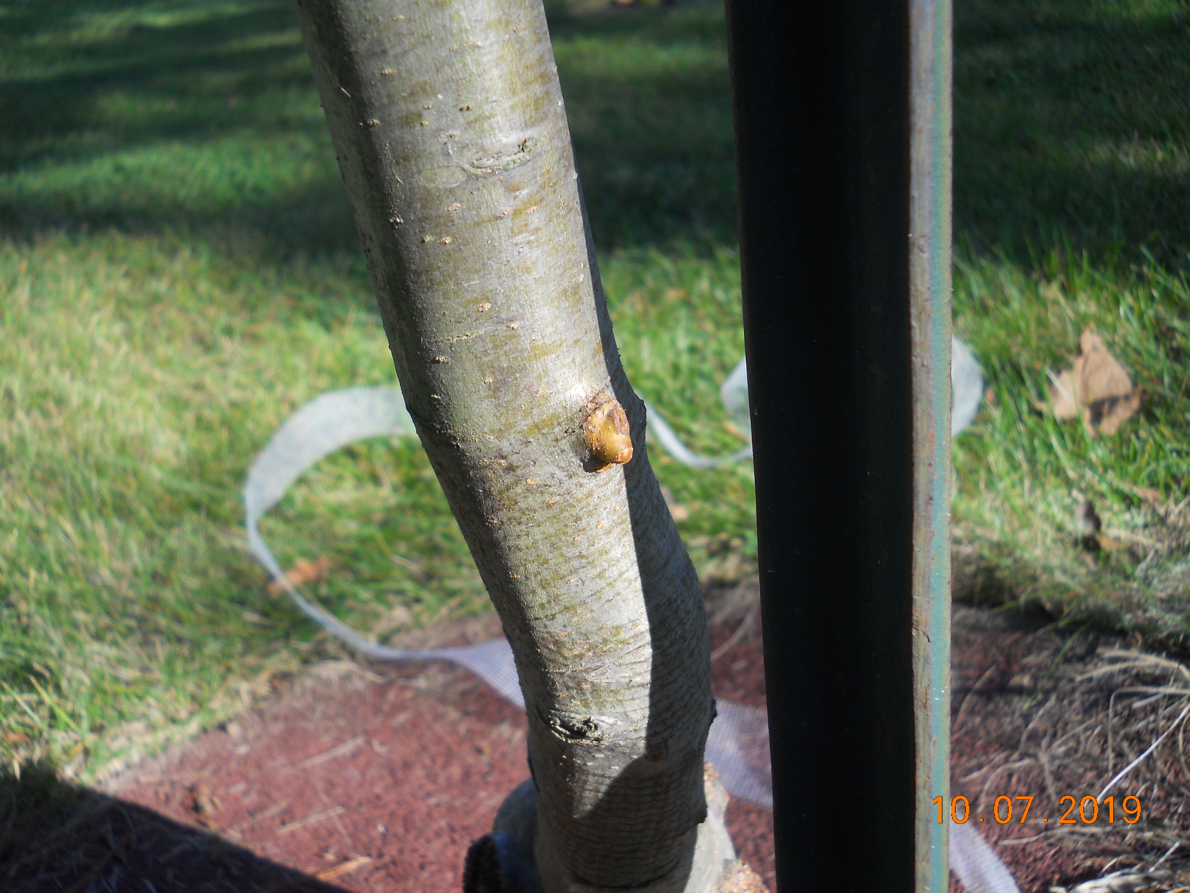 Burr knots on scion? - General Fruit Growing - Growing Fruit