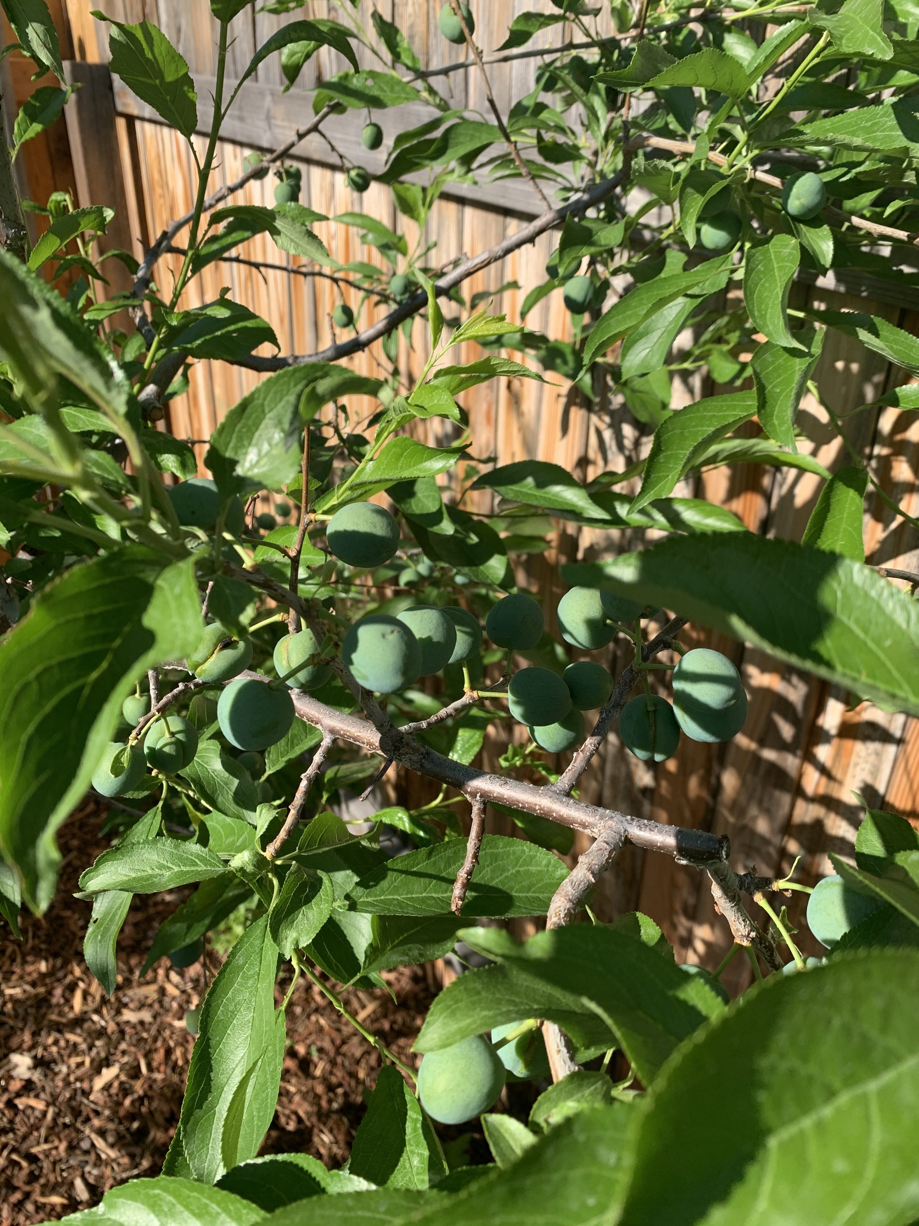 Toka-bubblegum plum - General Fruit Growing - Growing Fruit