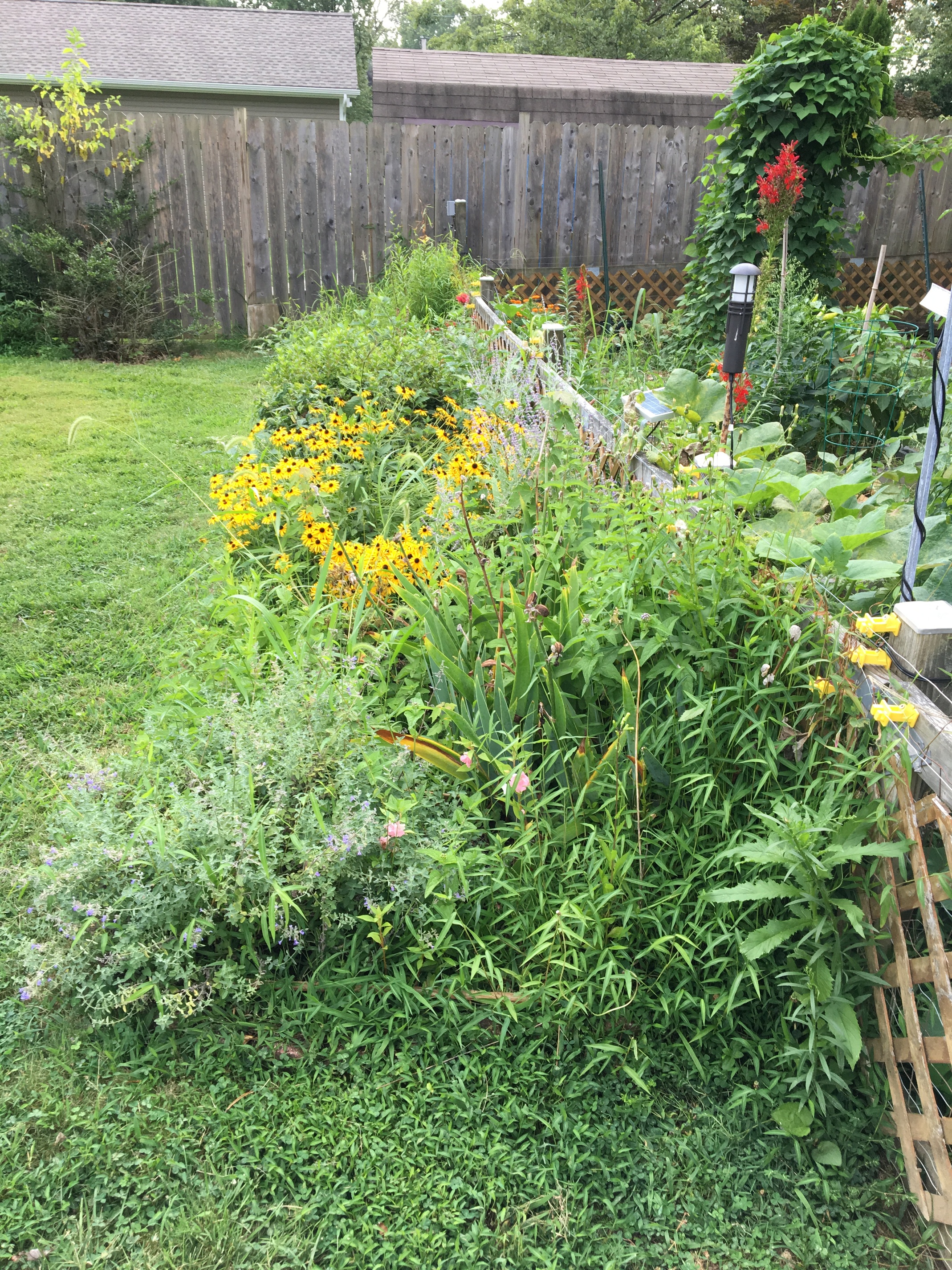 Overgrown Yard - Pictures! - Growing Fruit